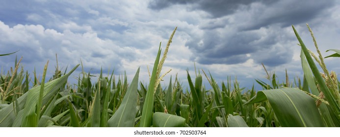 6,226 Corn field rain Images, Stock Photos & Vectors | Shutterstock