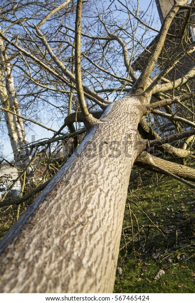 Storm Cyclone Tree Elm Orme Fall Stock Photo 567465424 | Shutterstock