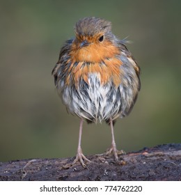 104 Small bird facing forward Images, Stock Photos & Vectors | Shutterstock