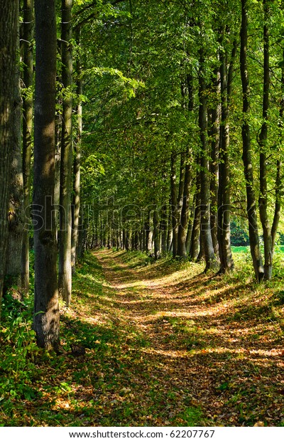 Straight Path Dense Forest Stock Photo (Edit Now) 62207767