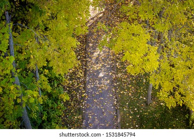 Straight Path Forest Fall Fallen Leaves Stock Photo 1531845794 ...
