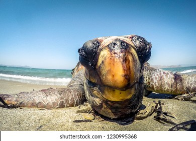 121 Rotting turtle Images, Stock Photos & Vectors | Shutterstock