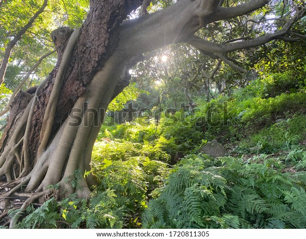 Strangled Fig Tree Trunk Forest Bushland Stock Photo 1720811305 ...