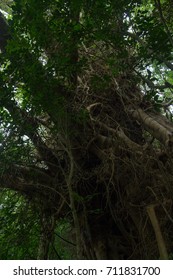 159 Strangler vine Images, Stock Photos & Vectors | Shutterstock