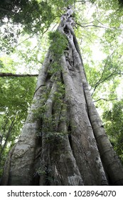 Strangler Fig Tree Springbrook Rainforest Gold Stock Photo 1028964070 ...