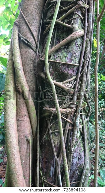 Strangling Fig Ficus Stricta Grows On Stock Photo 723894106 | Shutterstock