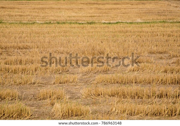 Straw Field Background Stock Photo 786963148 | Shutterstock