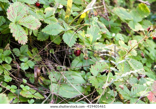 Strawberries Grass Forest Stock Photo (Edit Now) 419405461
