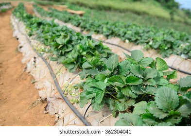 Strawberry Fields Background Stock Photo 362304041 | Shutterstock
