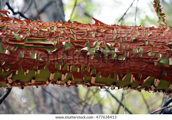 Strawberry Tree Bark Stock Photo (Edit Now) 477638413