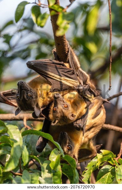Strawcolored Fruit Bat Eidolon Helvum Beautiful Stock Photo 2076720970 ...