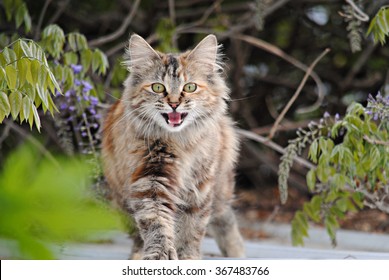1,440 Scared stray cat 图片、库存照片和矢量图 | Shutterstock