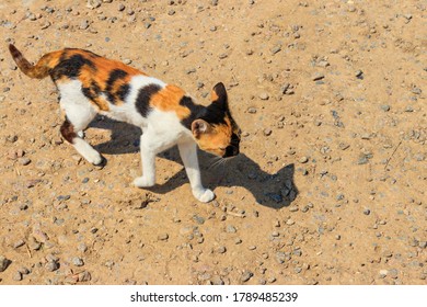 Stray Thin Cat Park Stock Photo 1789485239 | Shutterstock