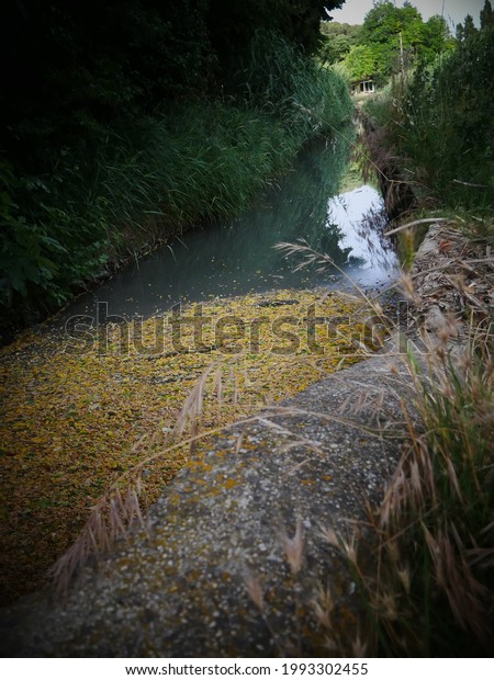 Stream Pollen Floating Above Reflection Trees Stock Photo 1993302455 ...