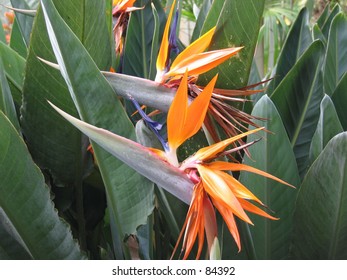 Strelitzia Stock Photo 84392 | Shutterstock