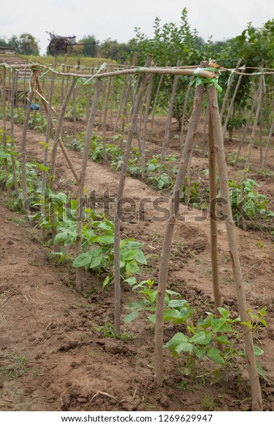 String Bean Garden Stock Photo 1269629947 | Shutterstock