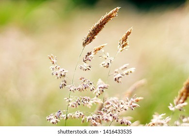 String Grass Field Stock Photo 1416433535 | Shutterstock