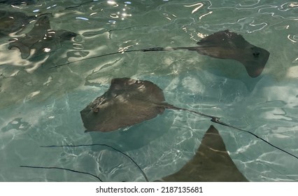 String Rays Swimming Pool Stock Photo 2187135681 | Shutterstock