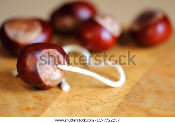 Stringing Conkers Ready Conker Competition Stock Photo (Edit Now ...