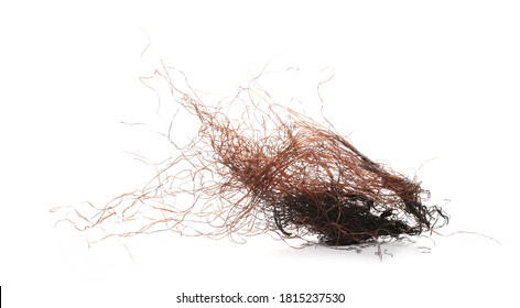 105 Stringy growth Images, Stock Photos & Vectors | Shutterstock