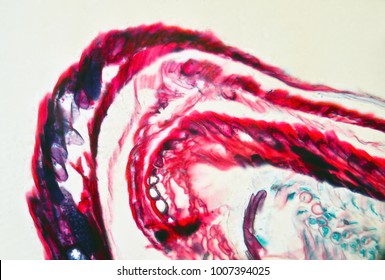 Strobile Female Pine Under Microscope Stock Photo 1007394025 | Shutterstock