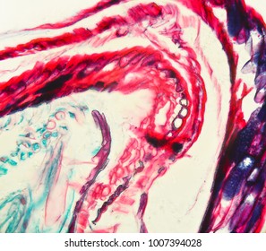 Strobile Female Pine Under Microscope Stock Photo 1007394028 | Shutterstock