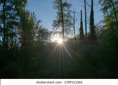 Strong Rays Sun Between Trees Stock Photo 1709111365 | Shutterstock