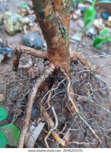 Strong Root Will Make Tree Grows Stock Photo 2048203145 | Shutterstock