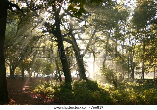Strong Sun Rays Through Branches Trees Stock Photo 766819 | Shutterstock