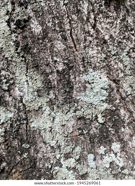 Strong Texture Mango Tree Trunk Stock Photo 1945269061 | Shutterstock