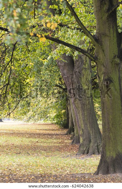Strong Tree Trunks Stock Photo 624042638 | Shutterstock