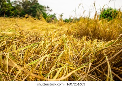 2,120 Rice blow Images, Stock Photos & Vectors | Shutterstock