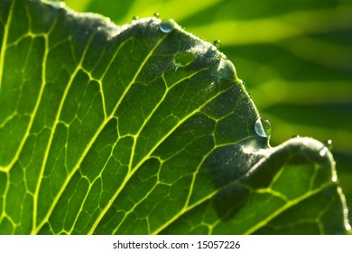 Structure Cabbage Leaf Stock Photo (Edit Now) 15057226
