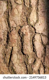 Structure Features Tree Bark Closeup Natural Stock Photo 2149736813 ...