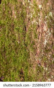 Structure Features Tree Bark Closeup Natural Stock Photo 2158963777 ...