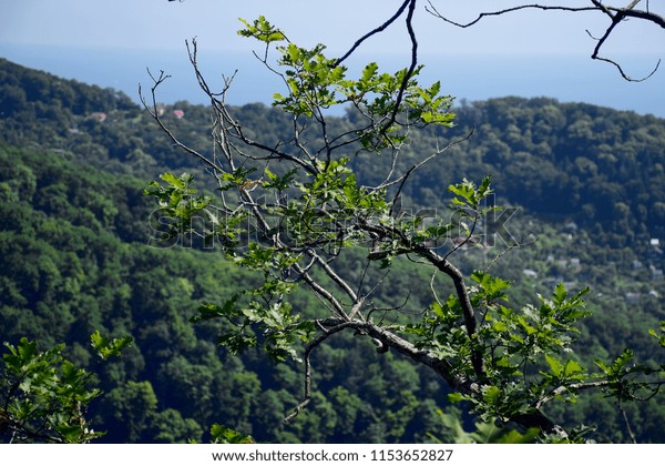 Structure He Tree Stock Photo 1153652827 | Shutterstock