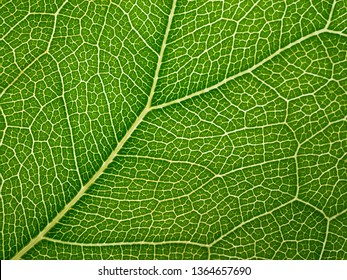 Structure Leaf Natural Background Stock Photo 1364657690 | Shutterstock