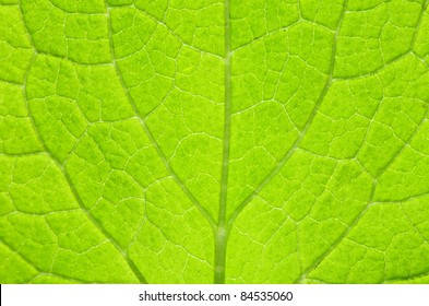 Structure Leaf Natural Background Stock Photo 84535060 | Shutterstock