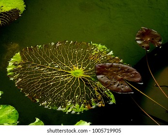 Structure Lotus Leaf Stock Photo 1005719905 | Shutterstock