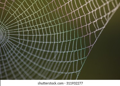 Structure Pattern That Will Make Spider Stock Photo 311932277 ...