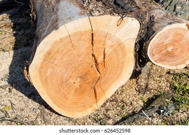 Structure Tree Section Huge Log Close Stock Photo 628711403 | Shutterstock