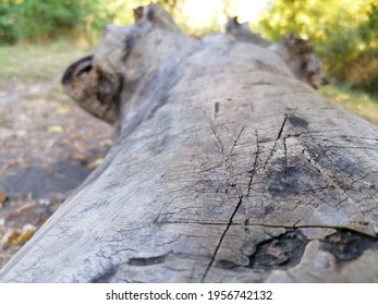 Structure Tree Surface Closeup Stock Photo 1956742132 | Shutterstock