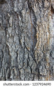 Structure Trees Stock Photo 1237924690 | Shutterstock