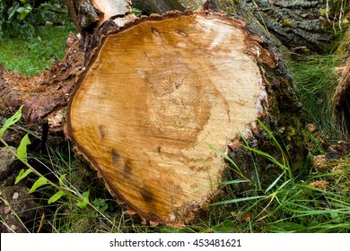 254,098 imágenes de Arbol naturaleza tronco cortado - Imágenes, fotos y ...