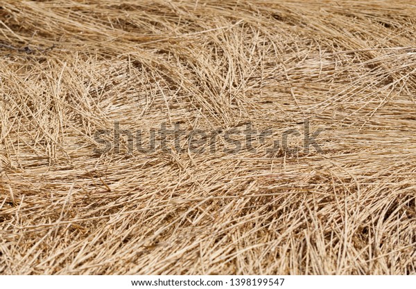Stubble Field Chaff Surface Texture Stock Photo 1398199547 | Shutterstock