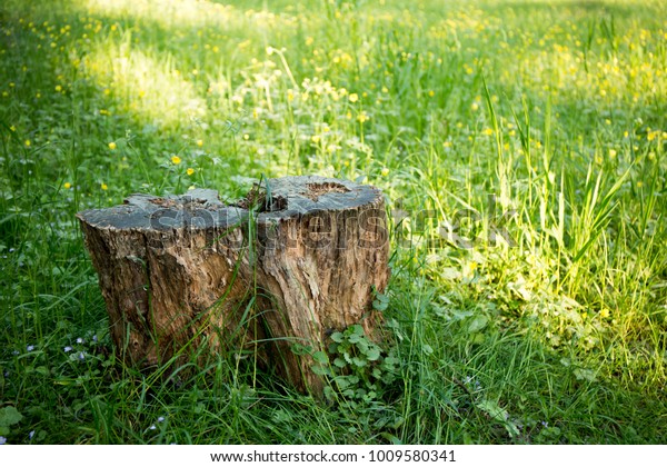 Stubble Grass Stock Photo 1009580341 | Shutterstock