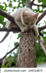502 Cats stuck in a tree Images, Stock Photos & Vectors | Shutterstock