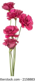 Studio Shot Red Colored Eustoma Flowers Stock Photo 2158883875 ...