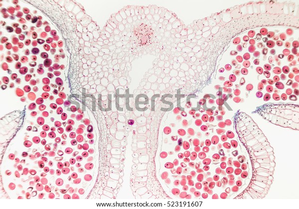 Study Flower Cells Under Microscope Lily 스톡 사진 523191607 | Shutterstock
