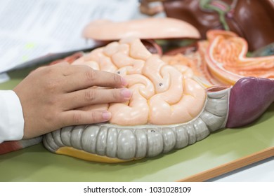 Study Human Organs Model Lab Stock Photo 1031028109 | Shutterstock